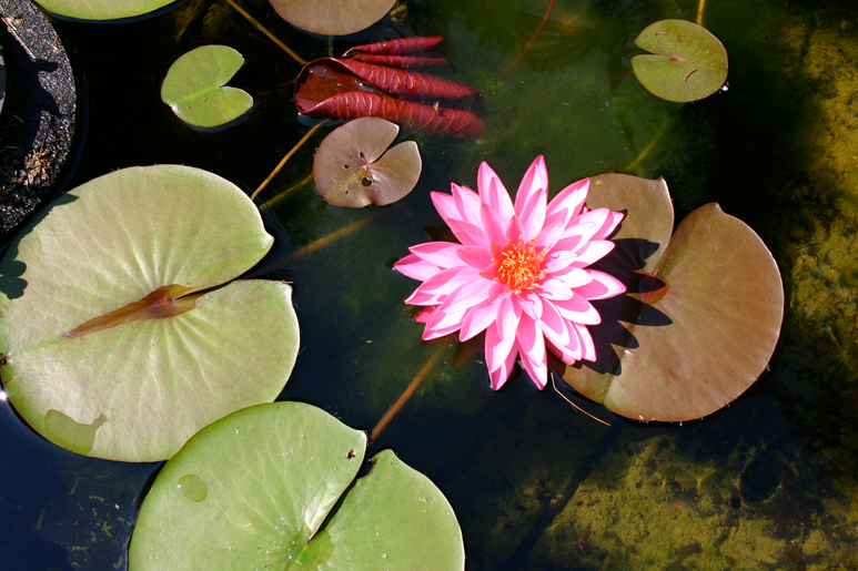 Current Aquatics | Aquariums & Ponds, in NJ, PA & DE