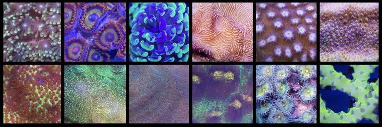 Home Page – Current Aquatics | Aquariums & Ponds